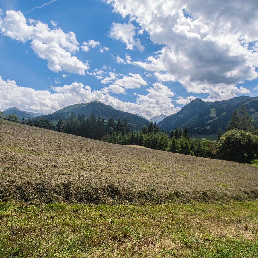 Panoramaweg 100 - Etappen nördlich der Enns
